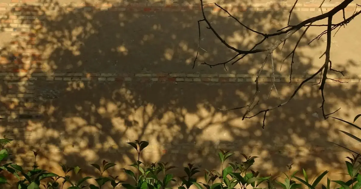 Why Your Photos Have Harsh Shadows (And What to Do) | DailyPhotoTips